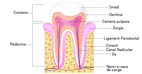 Cariile dentare – Simptome, prevenție și tratament